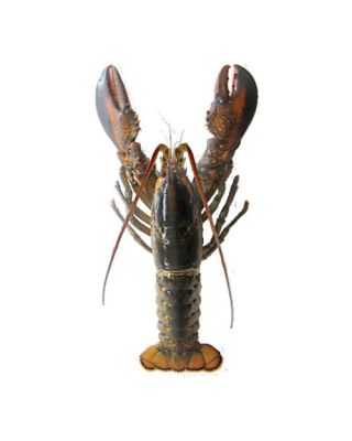Lobster - Shrimp - Seafood | Food Promart